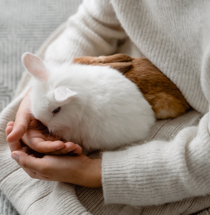 Preparing for a Pet Rabbit - Rabbit Living